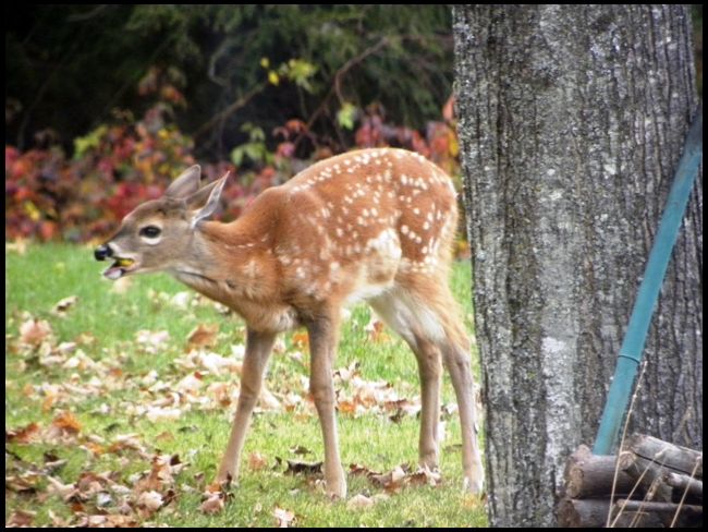 Age this Fawn
