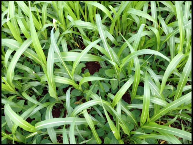 Best Food Plot Designs/ Crops to grow?