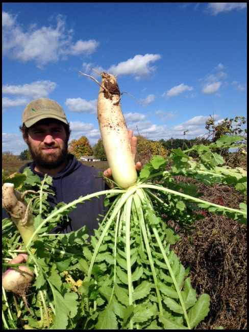 forage radish