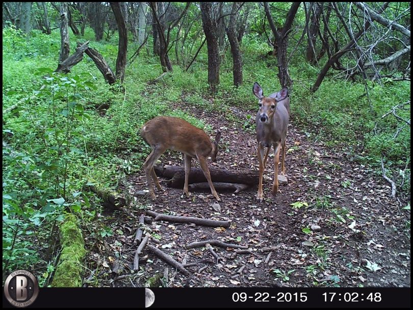 Age this Fawn